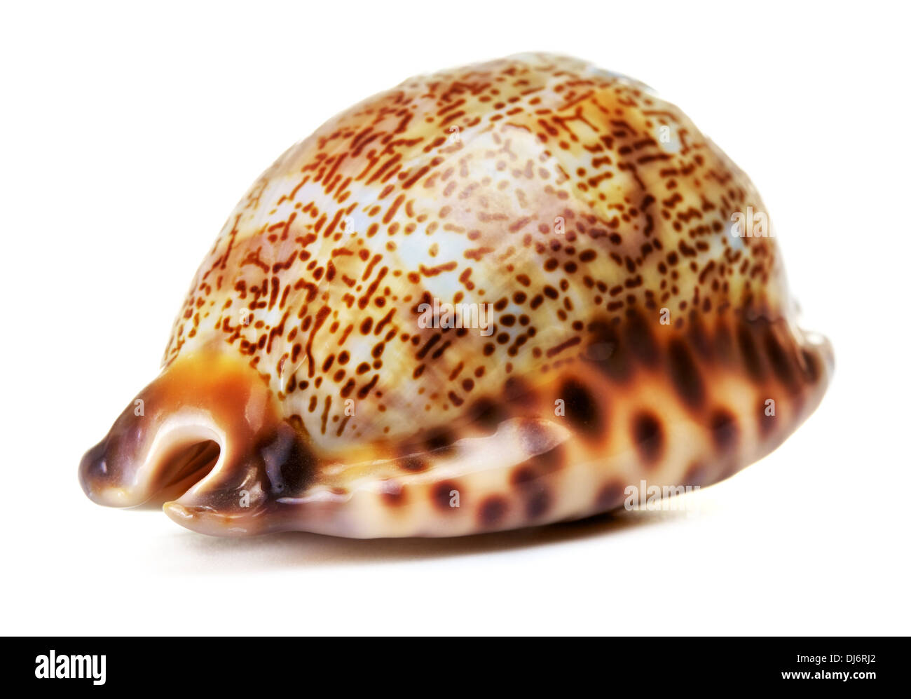 Yellow shell on blue Cut Out Stock Images & Pictures - Alamy