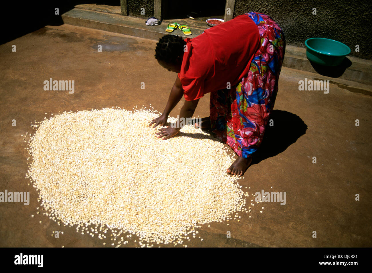 Ugandan woman spreading ground mealies to dry in the sun Stock Photo ...