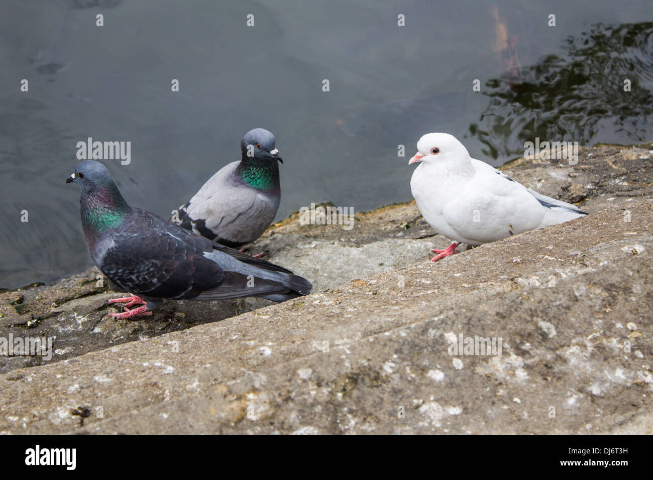 Healthy pigeon hi-res stock photography and images - Alamy