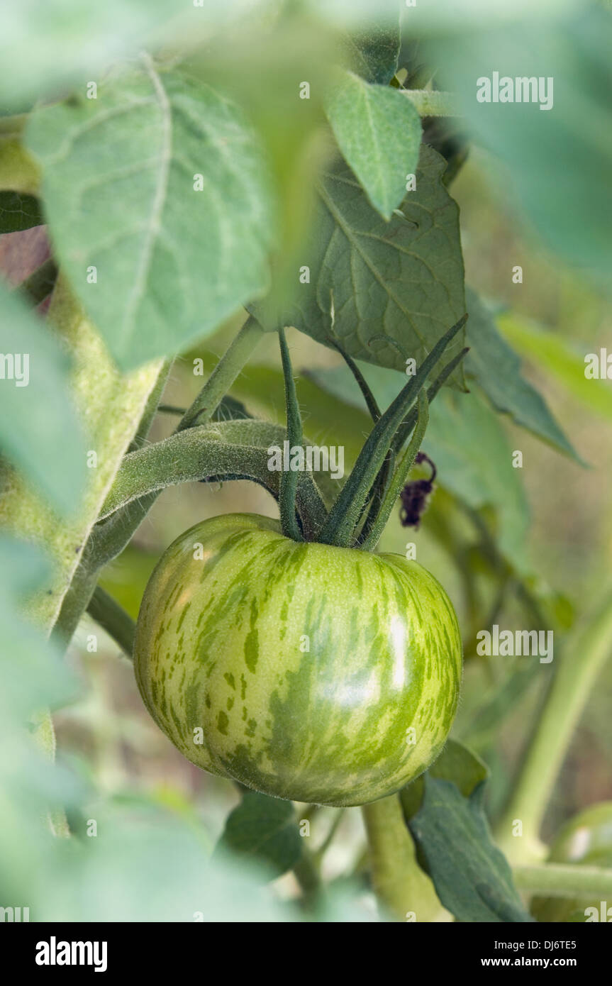 Cherokee Green Heirloom Tomato Growing on Vine in Indiana Stock Photo ...