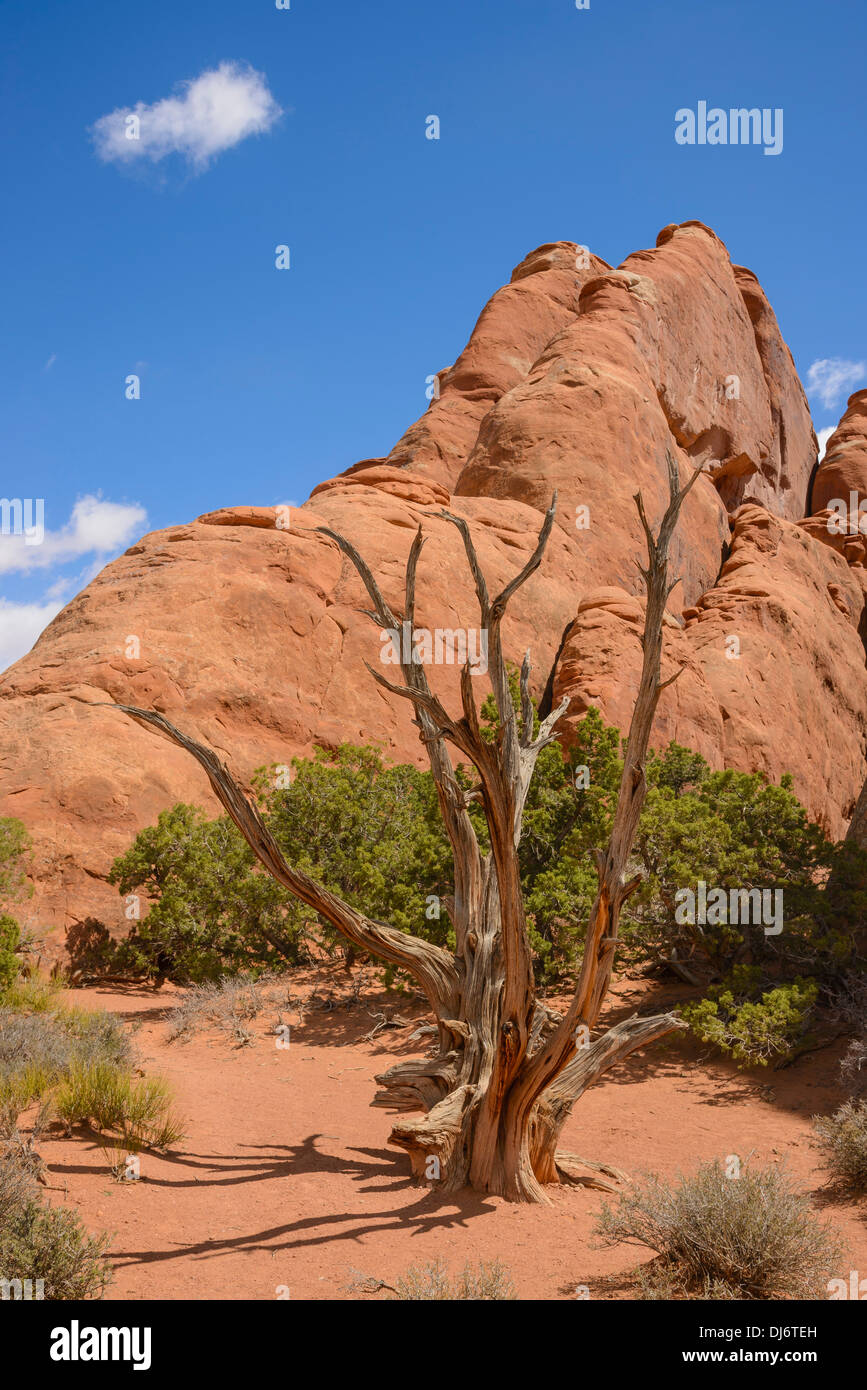 The juniper tree hi-res stock photography and images - Alamy