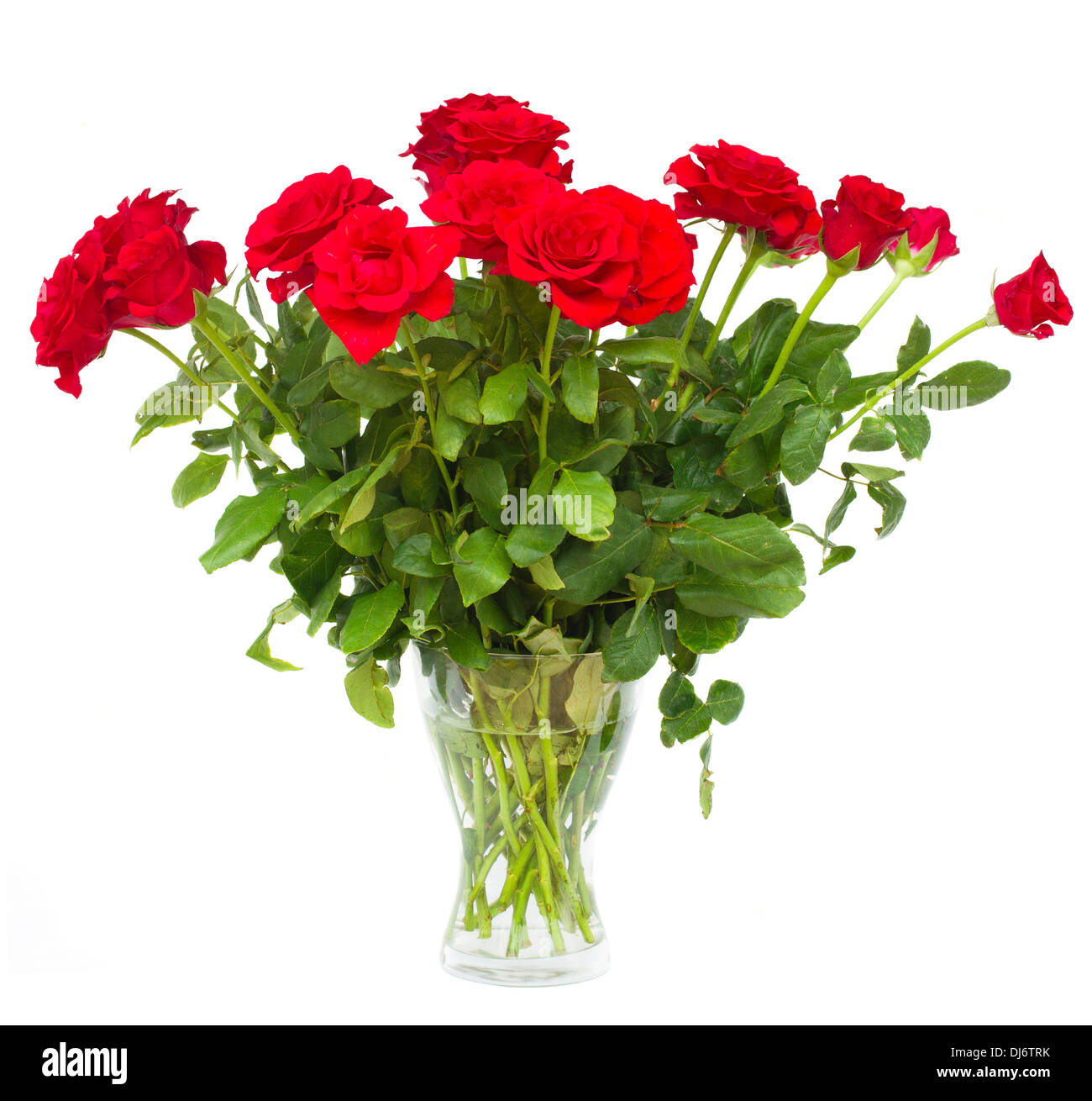 Scarlet roses Cut Out Stock Images & Pictures - Alamy