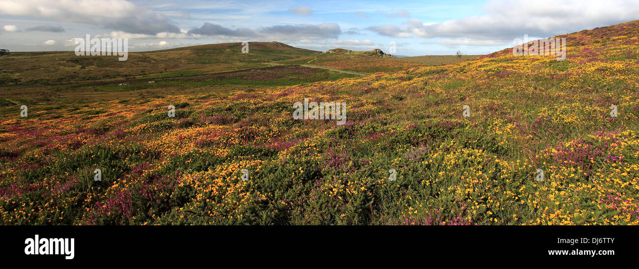 View over Gorse and Heather to Rippon Tor, Dartmoor National Park ...