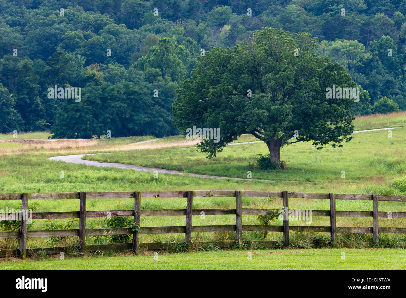 Lone Tree Beside Country Lane in Floyd County, Indiana Stock Photo - Alamy