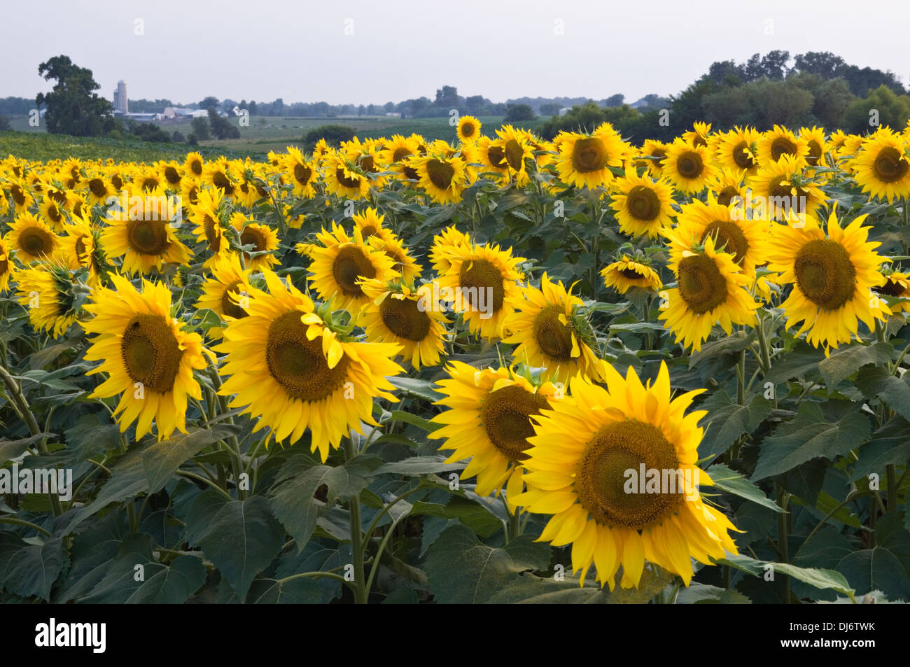 Field of Sunflowers on Farm in Starlight, Indiana Stock Photo - Alamy