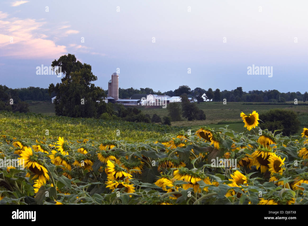 Field of Sunflowers on Farm in Starlight, Indiana Stock Photo - Alamy