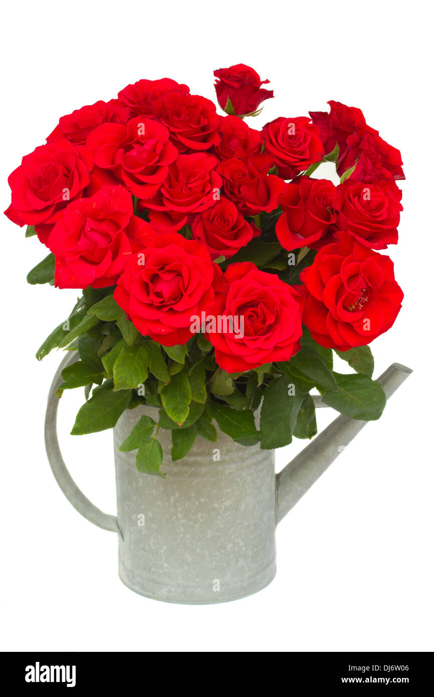 bouquet of red roses in watering can Stock Photo - Alamy