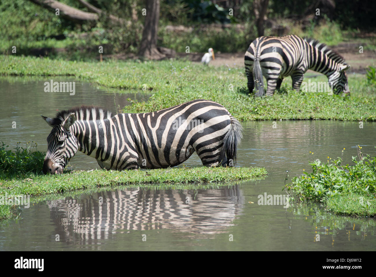 zebras wallowing in their pool Stock Photo - Alamy