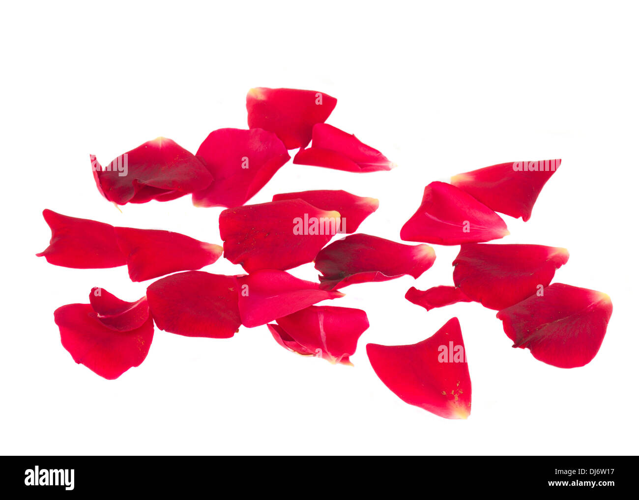 red rose petals Stock Photo - Alamy