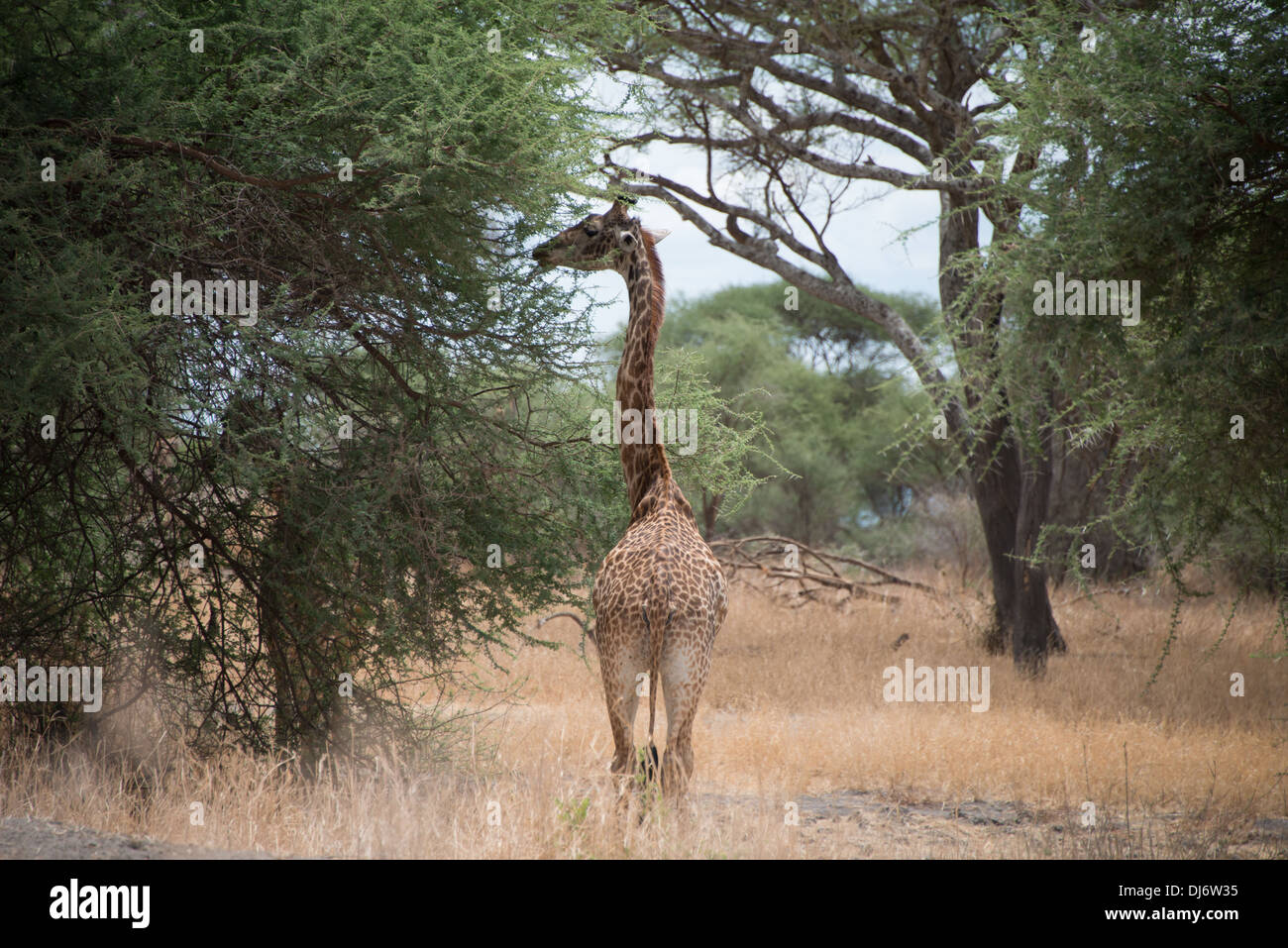 Giraffe Behind Tree High Resolution Stock Photography and Images - Alamy