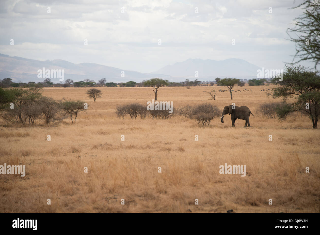 An elephant walking alone in the serengeti desert on an african safari ...