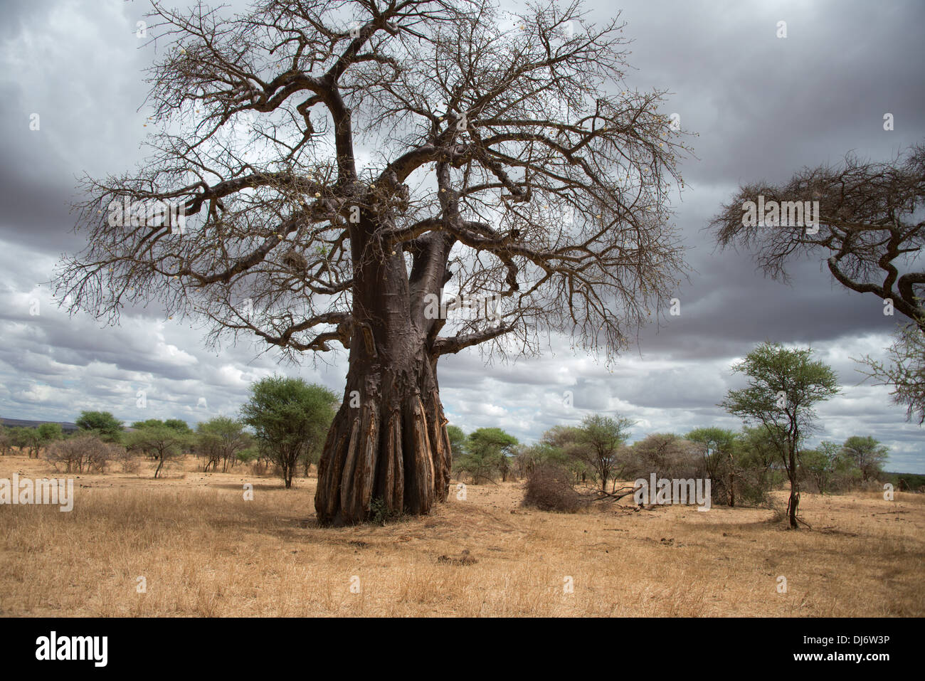 A baobab tree on an african safari Stock Photo - Alamy