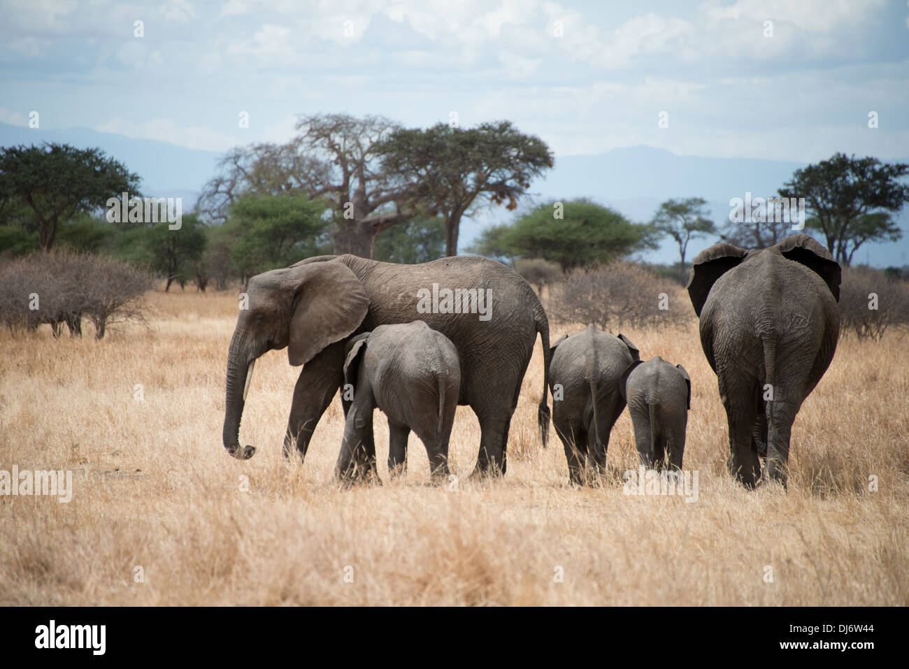 Elephants on the serengeti hi-res stock photography and images - Alamy