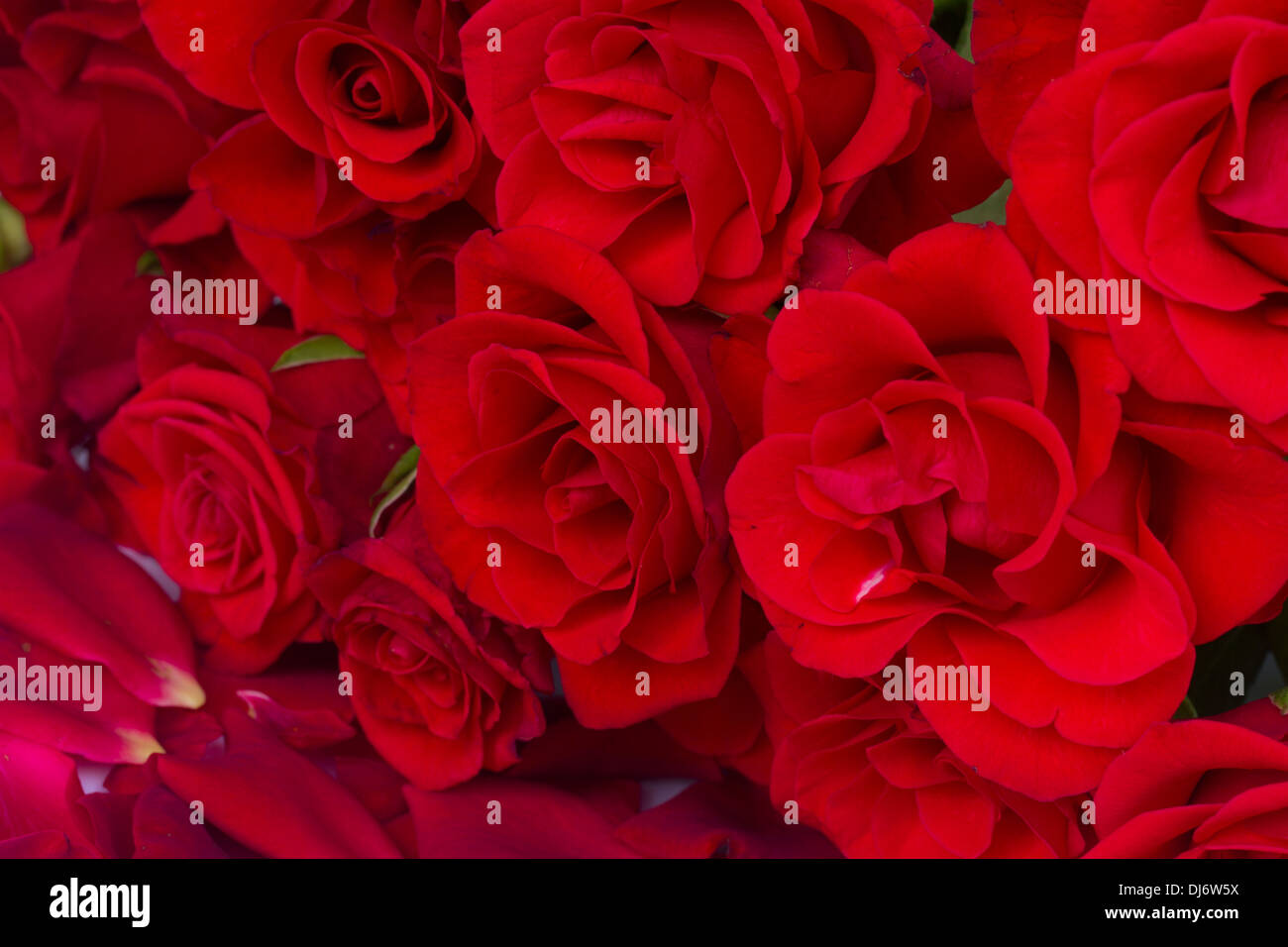 bouquet of scarlet roses Stock Photo - Alamy