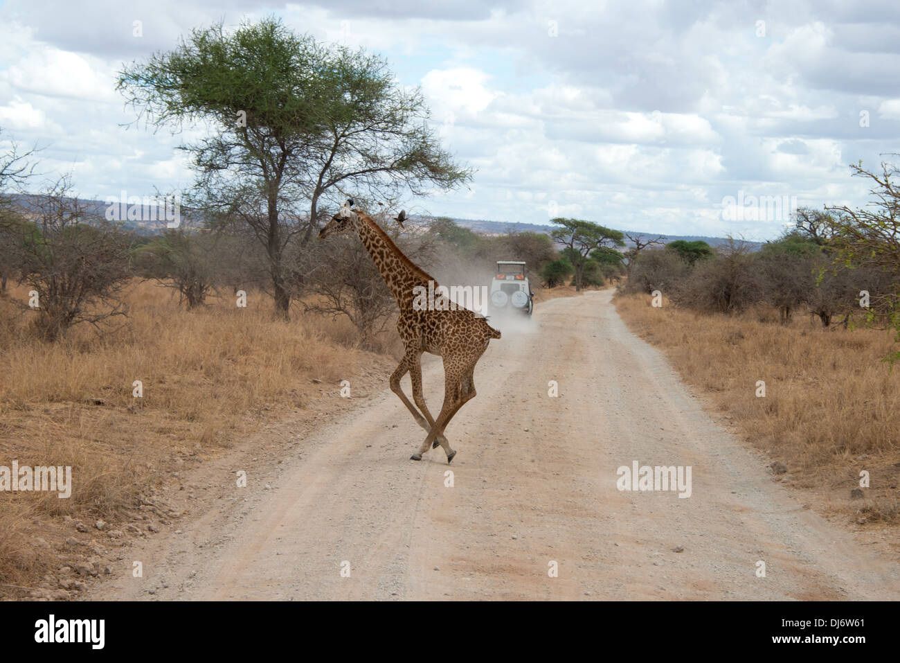 Giraffe running across a road on an african safari Stock Photo - Alamy