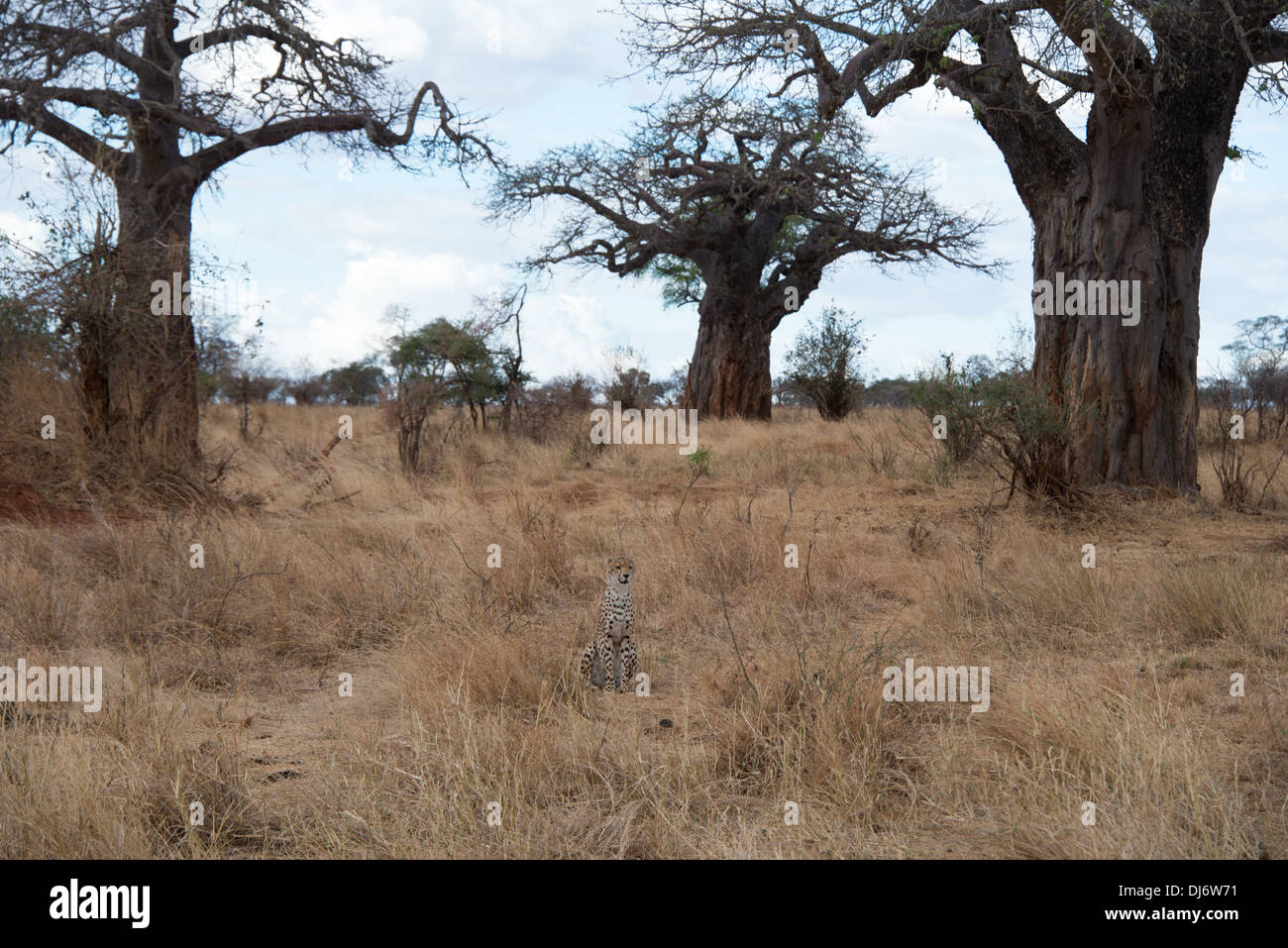 A leopard sitting in open grass amidst baobab trees on an african ...