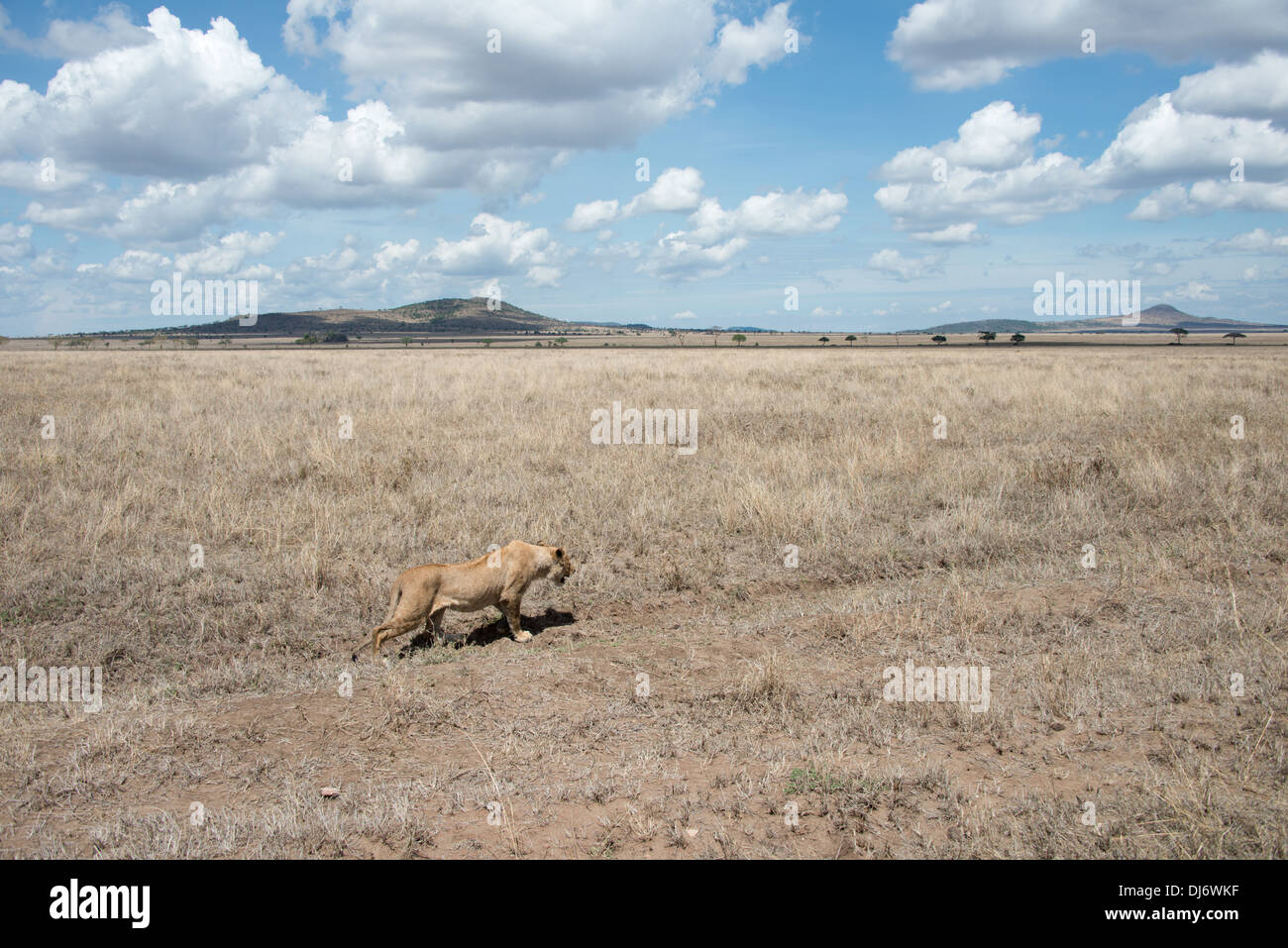 A lion following scent and stalking its prey in Tanzania Stock Photo ...