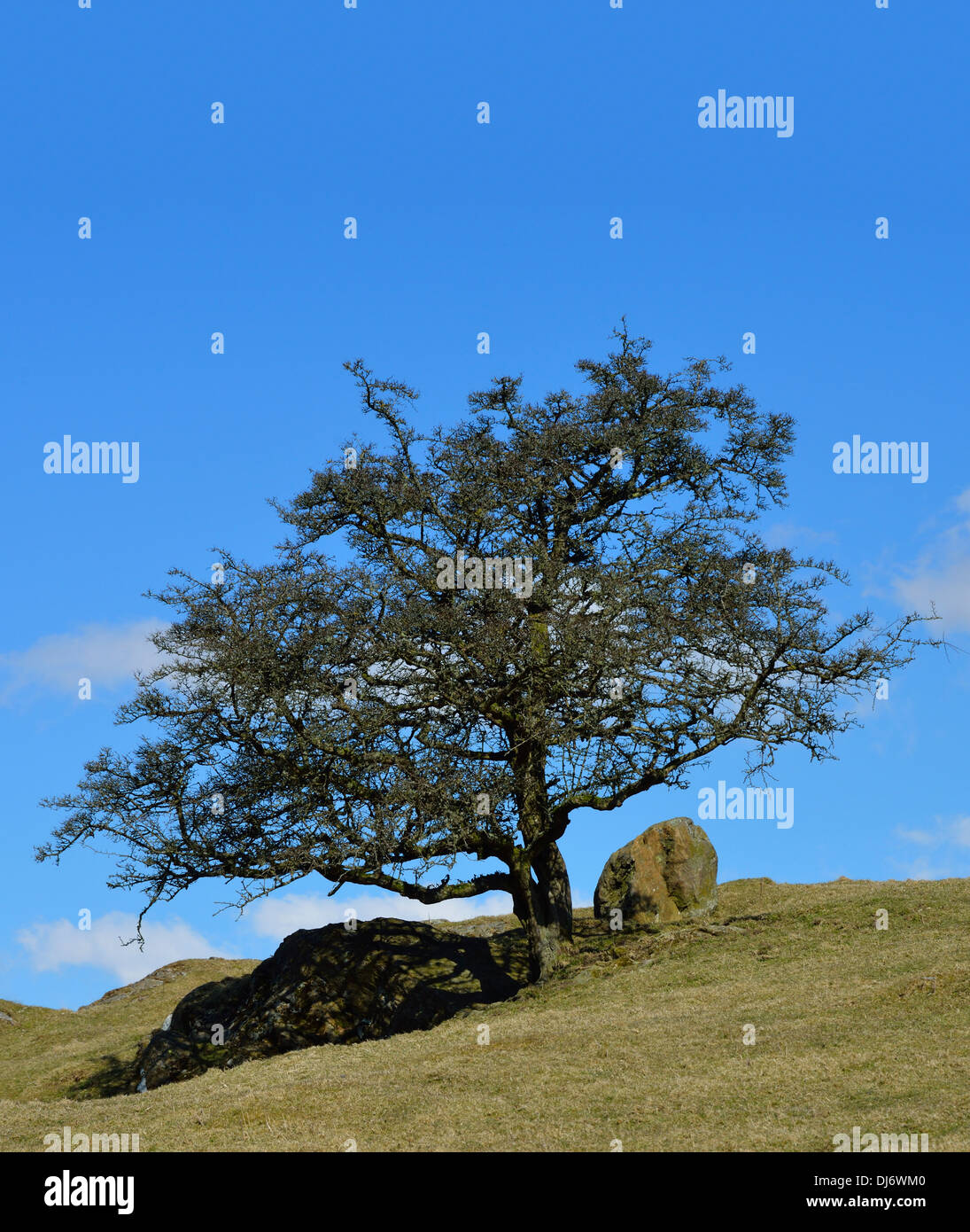 Hawthorn Tree Winter