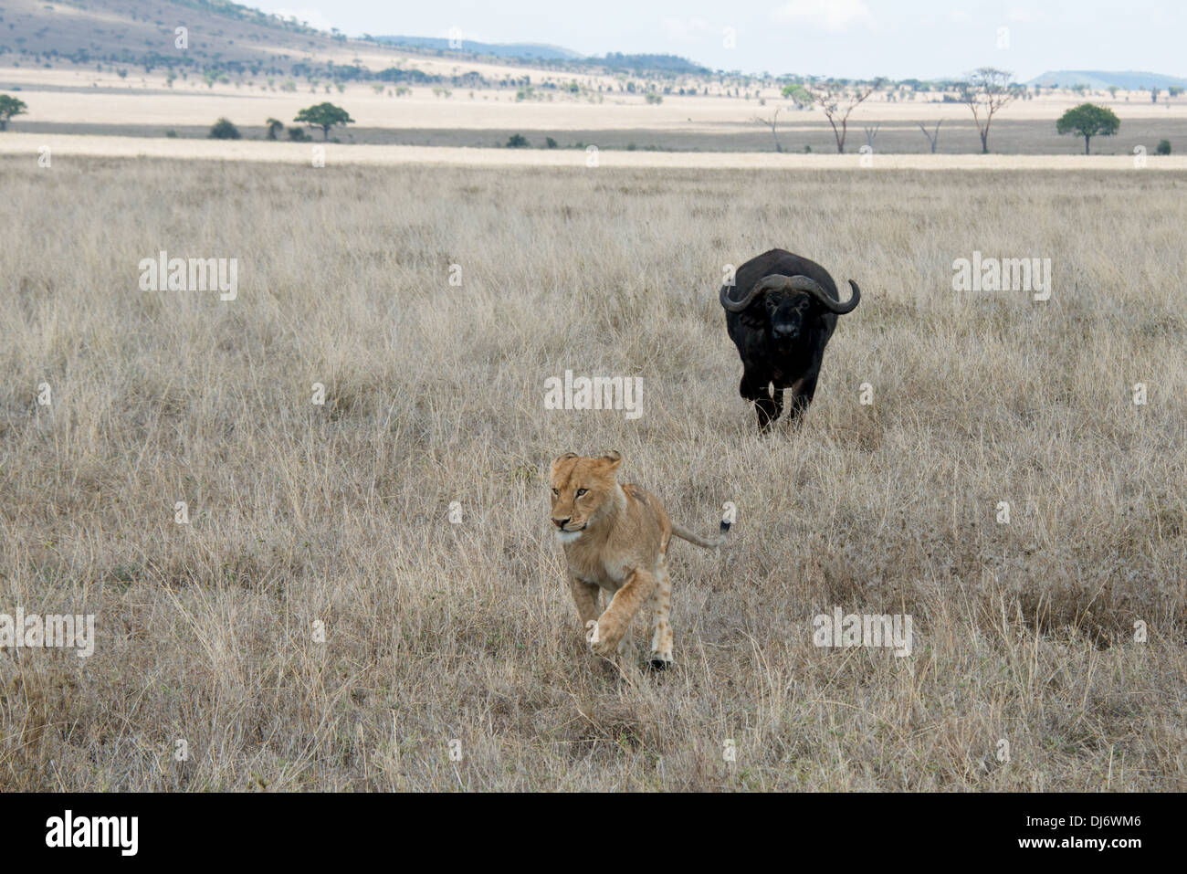 Buffalo chasing a lion Stock Photo - Alamy
