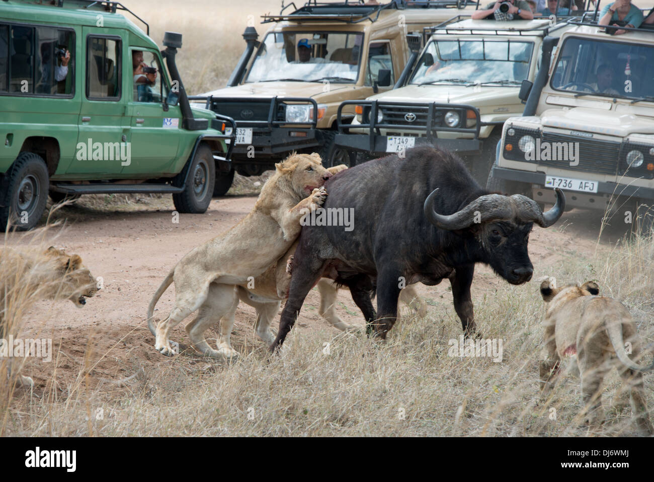 Lion attacking buffalo hi-res stock photography and images - Alamy