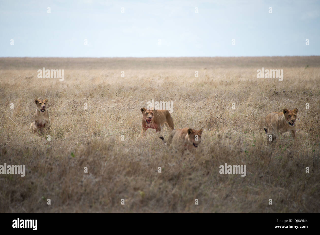 Team Lion High Resolution Stock Photography and Images - Alamy