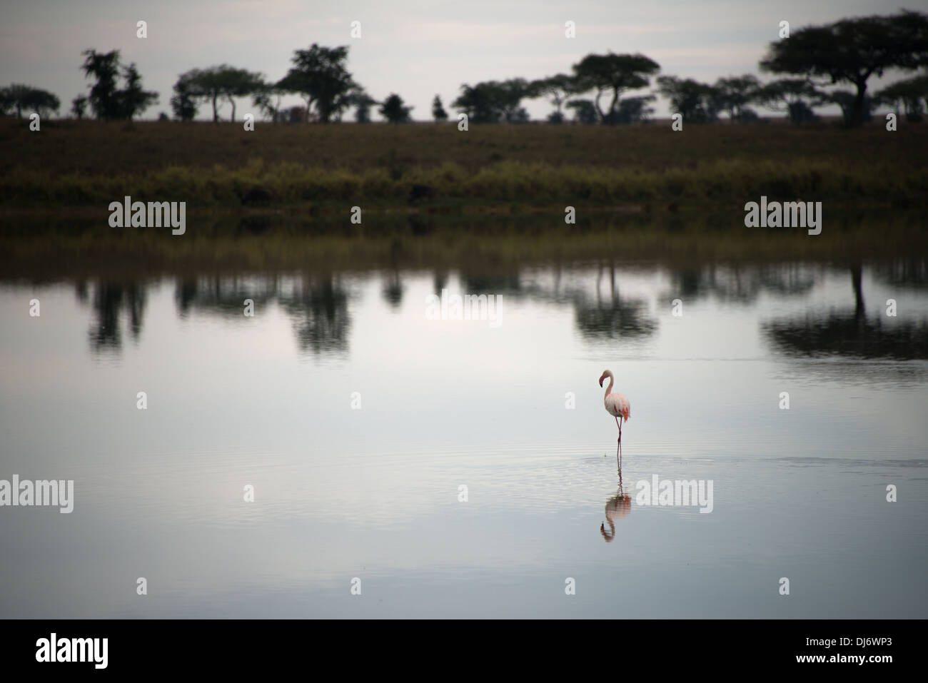 flamingos in tanzania Stock Photo - Alamy