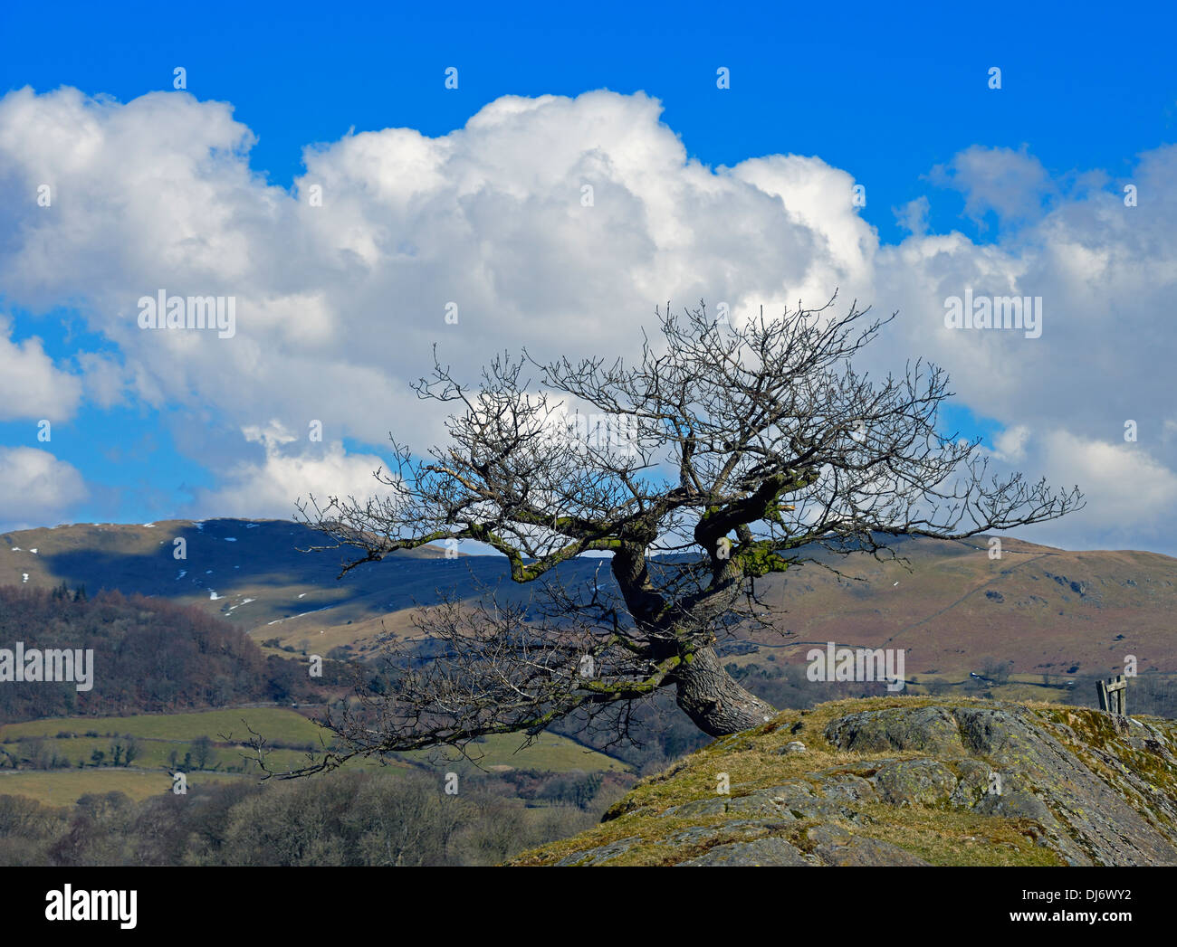 Tree growing on rock hi-res stock photography and images - Alamy