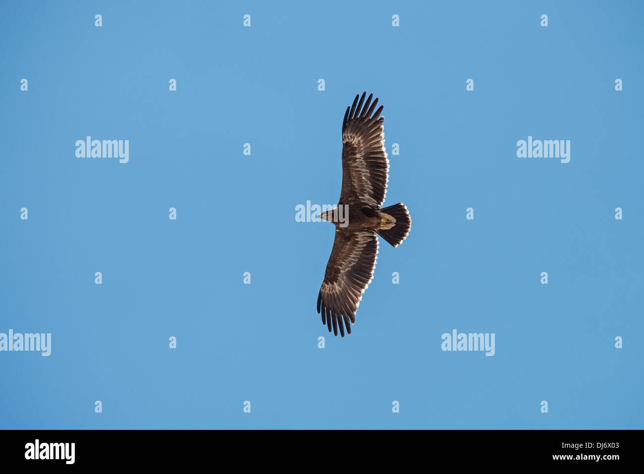 Stalking hawk hi-res stock photography and images - Alamy