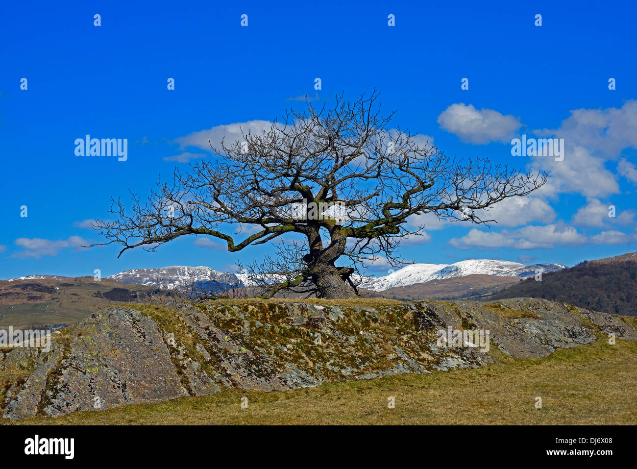 Tree growing on rock hi-res stock photography and images - Alamy