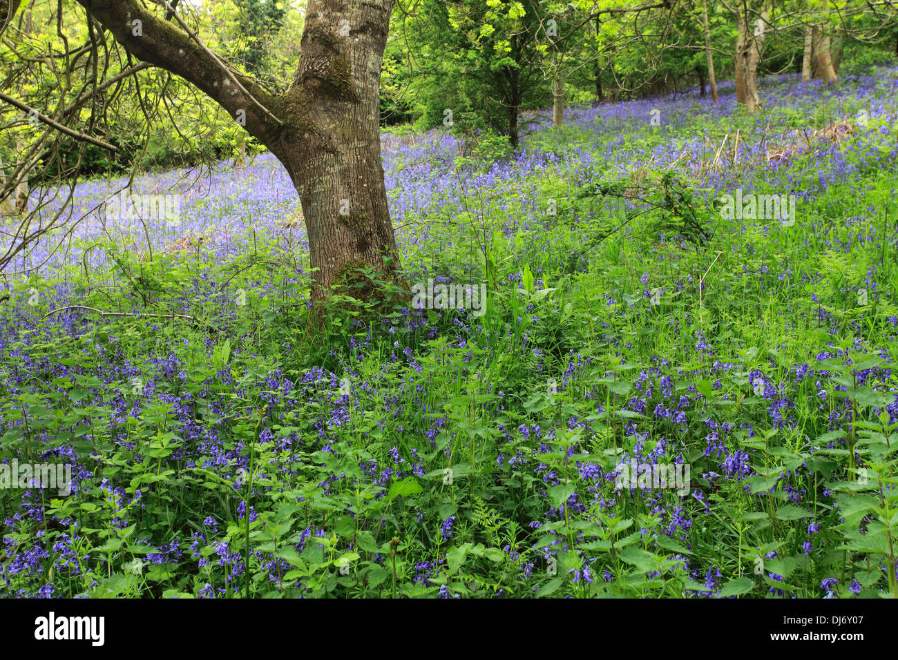 Bluebells on Wavering Down, Somerset Levels, Mendip Hills, Somerset ...