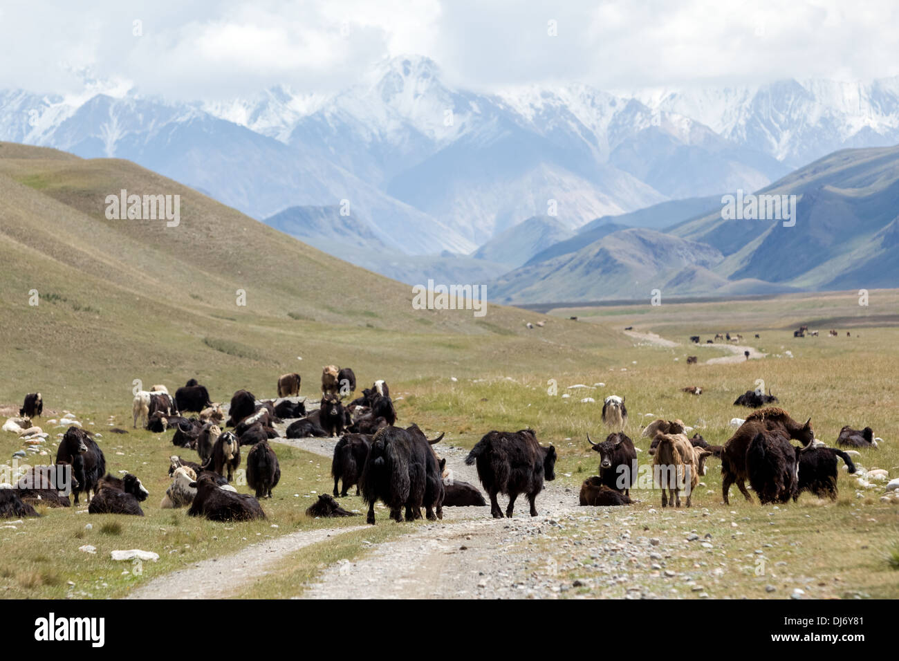 Group of yaks on the mountain road, Kirgizia Stock Photo - Alamy