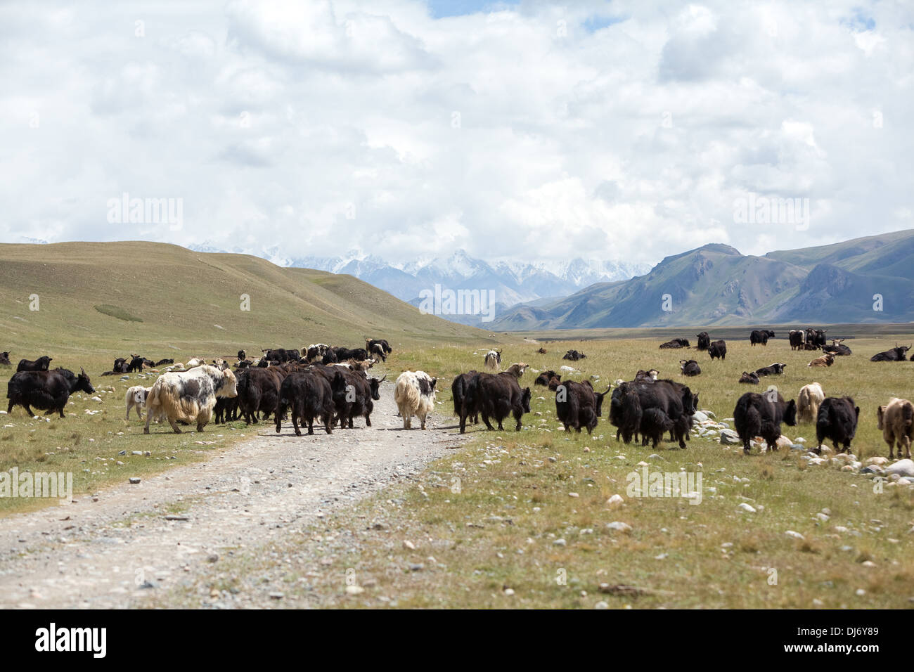 Group of yaks going away Stock Photo - Alamy