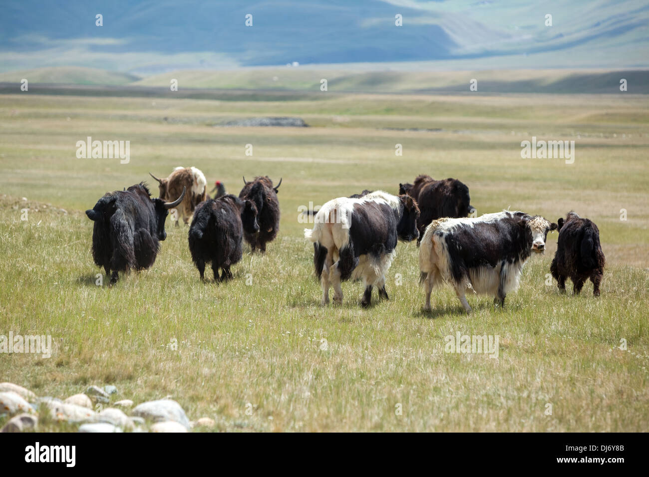 Black and brown yak hi-res stock photography and images - Alamy