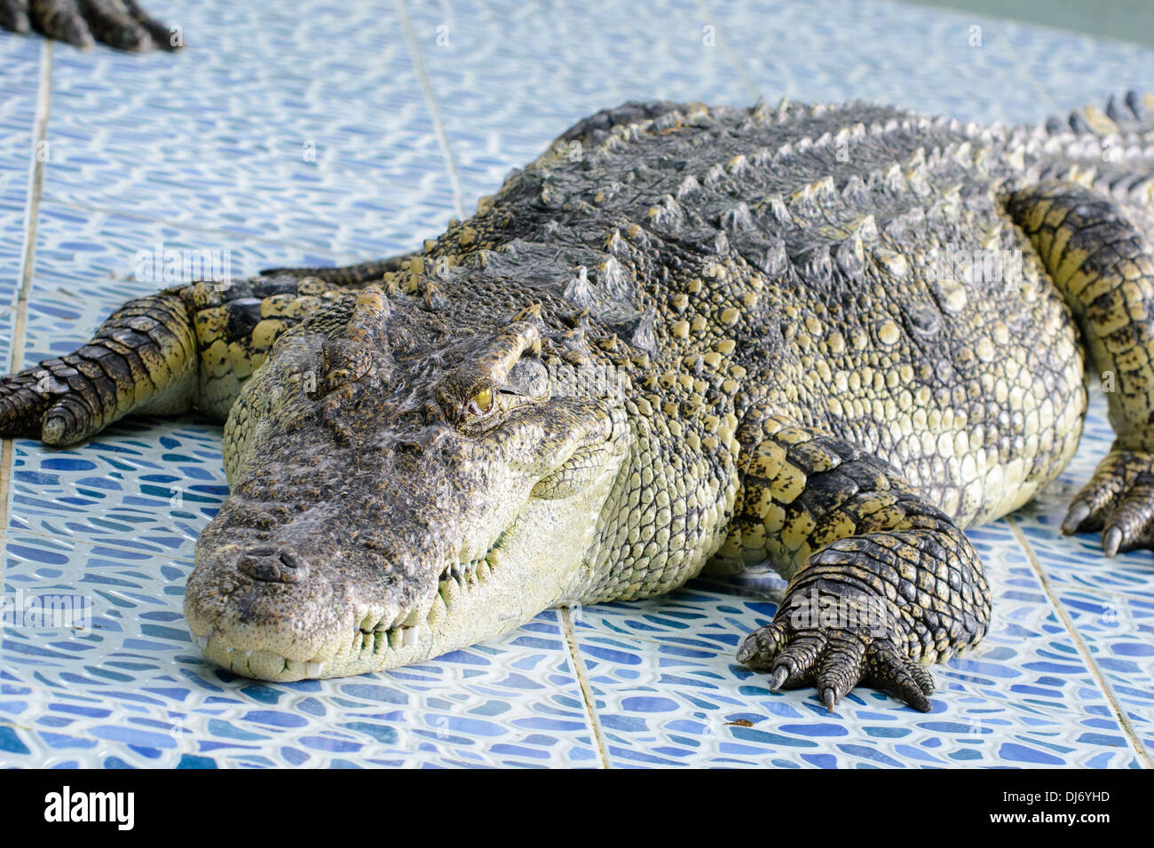 Strength crocodile hi-res stock photography and images - Alamy