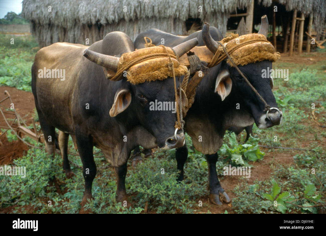 Yoke yoked hi-res stock photography and images - Alamy