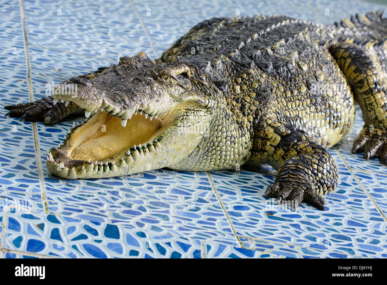 Fear grin hi-res stock photography and images - Alamy