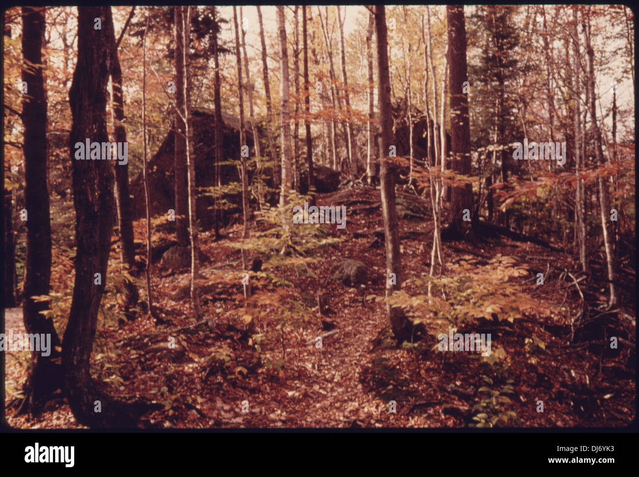 GRANITE BLOCKS AND FOREST NEAR THE FLUME, A NATURAL 800-FOOT LONG CHASM ...