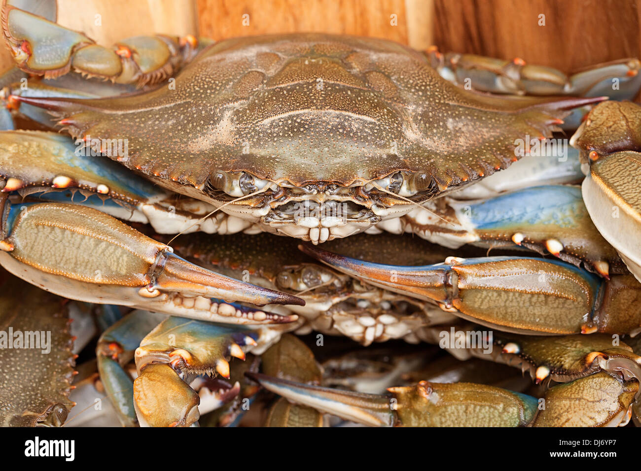 Blue Claw Crabs in Basket Stock Photo - Alamy