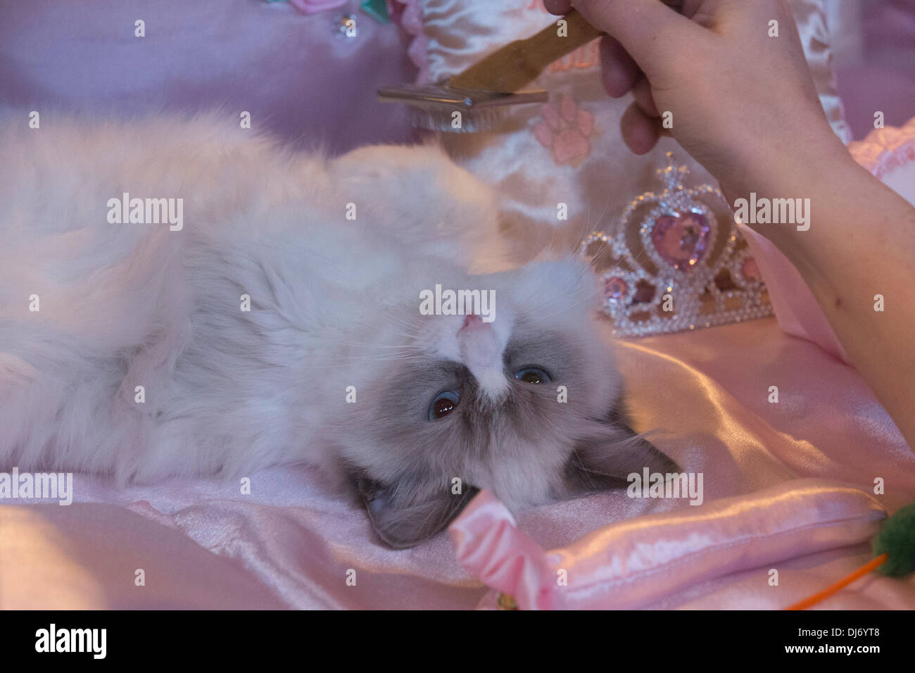 Judging supreme cat show hi-res stock photography and images - Alamy