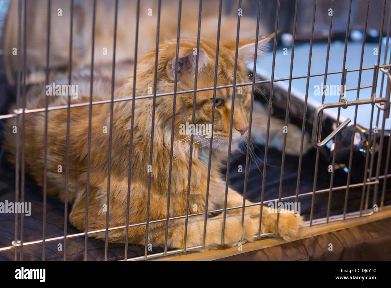 Birmingham, UK. 23 November 2013. A red tabby Maine Coon cat in a cage ...