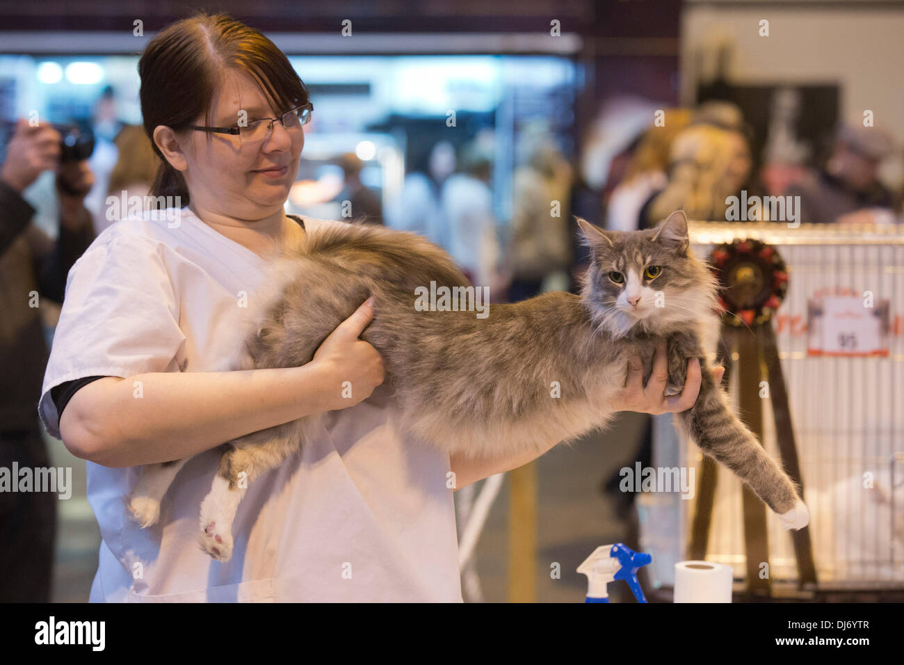 Supreme cat show hi-res stock photography and images - Alamy