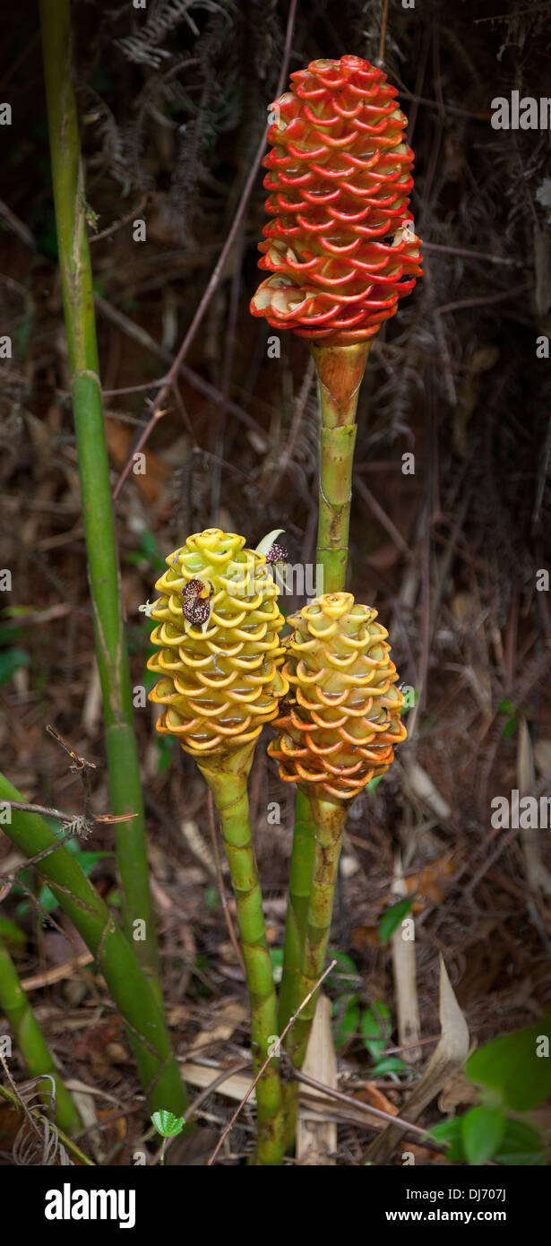 Beehive Ginger (Zingiber spectabile), Cameron Highlands, Malaysia Stock ...