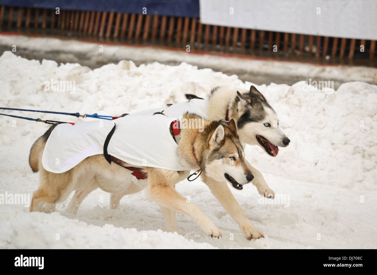 Two dogs running in a dog sled race, Anchorage, Alaska Stock Photo - Alamy