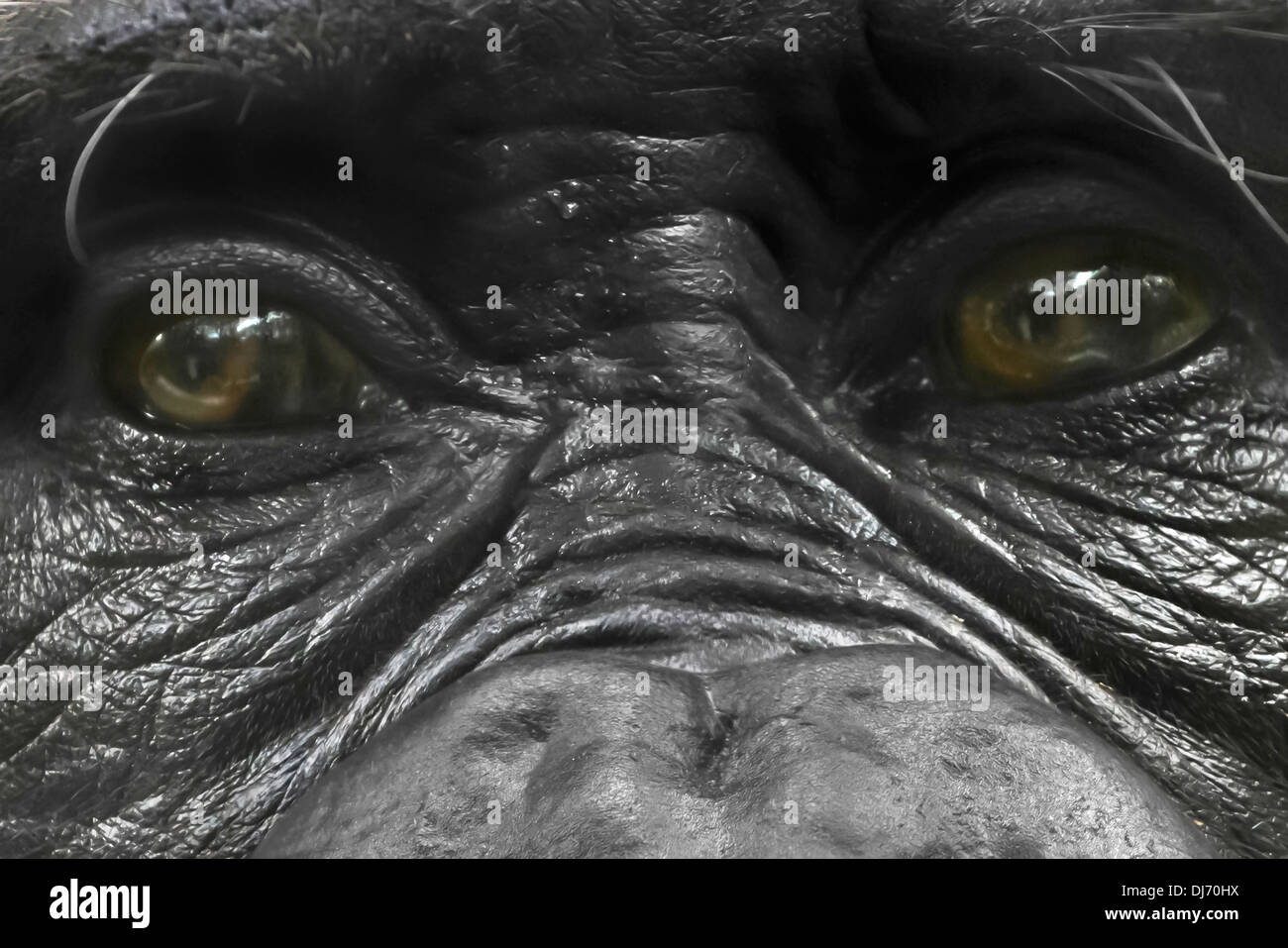 Funny gorilla hi-res stock photography and images - Alamy