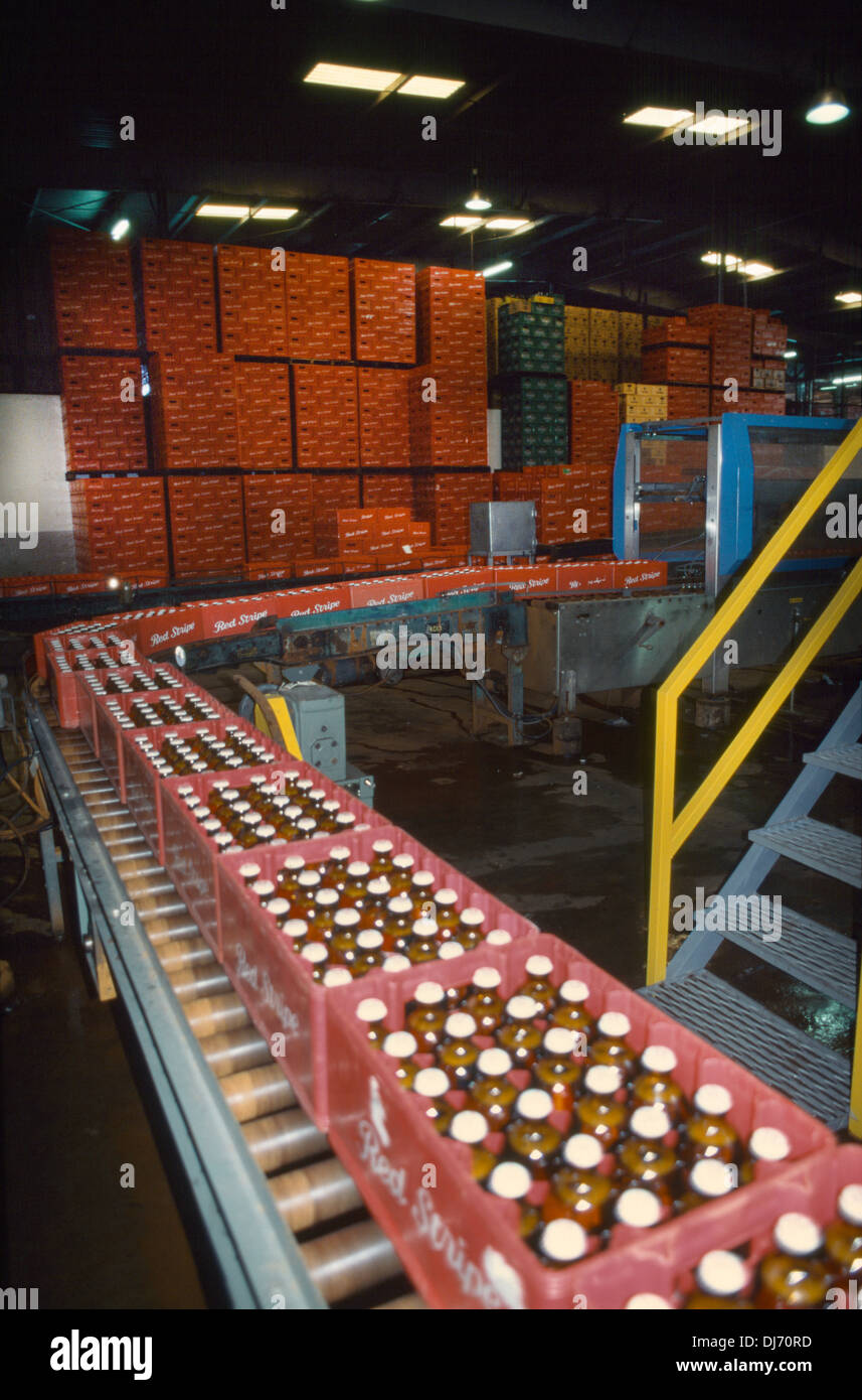 Kingston Jamaica Red stripe Beer Bottles In Crates Moving On Conveyor ...