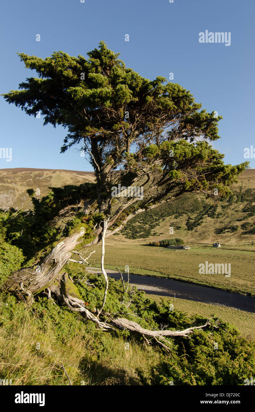 Juniper tree scotland hi-res stock photography and images - Alamy