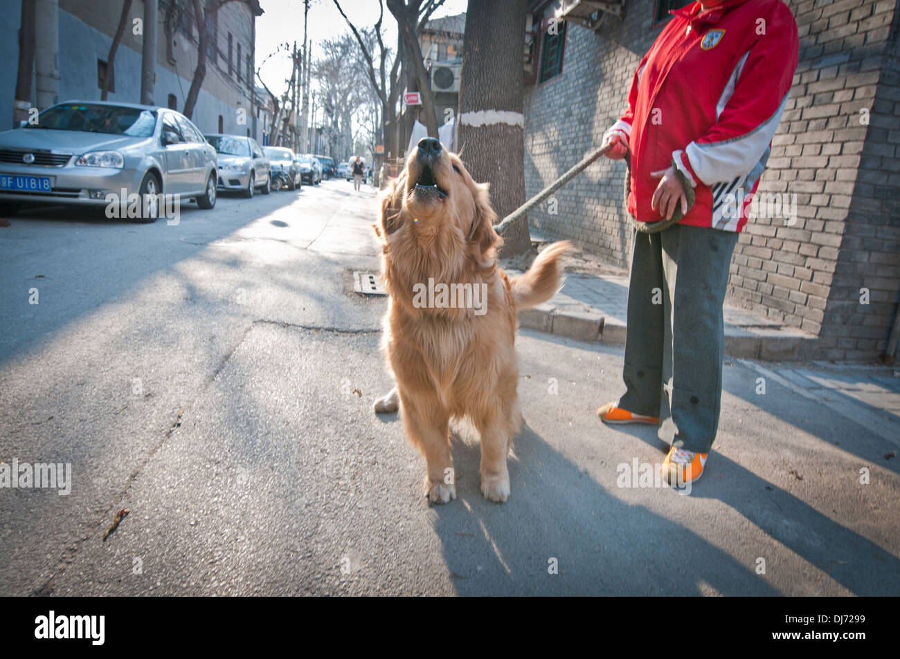 Woman with golden retriever dog in Fuxue Hutong, Beijing, China Stock ...