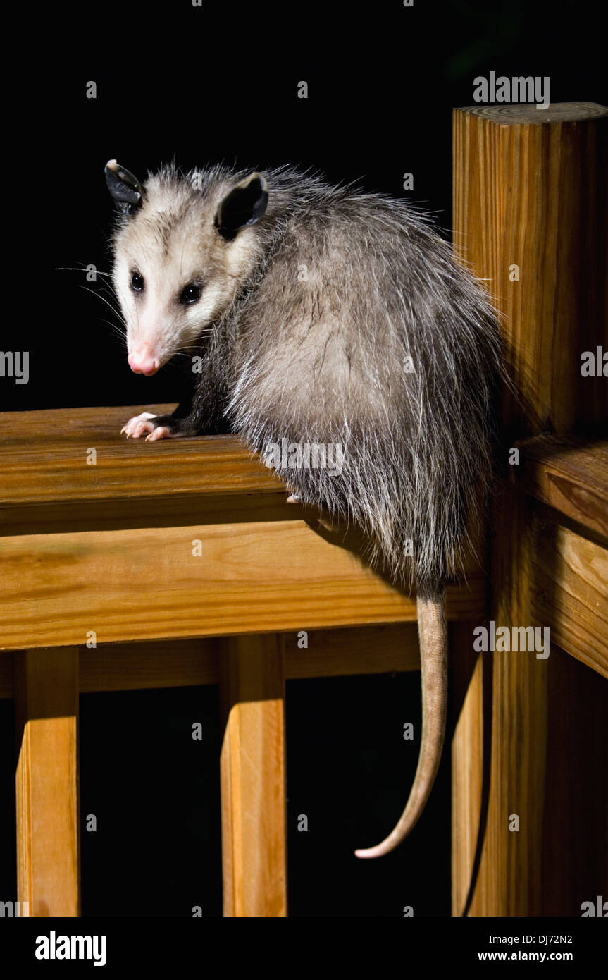 Opossum hi-res stock photography and images - Alamy