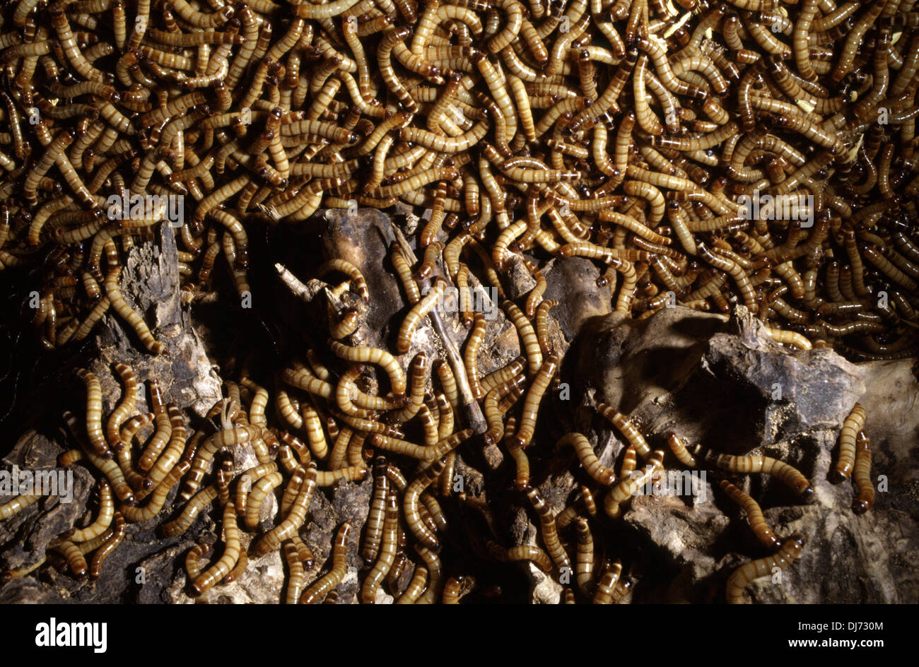 Stack of worms crawling on the ground Stock Photo - Alamy