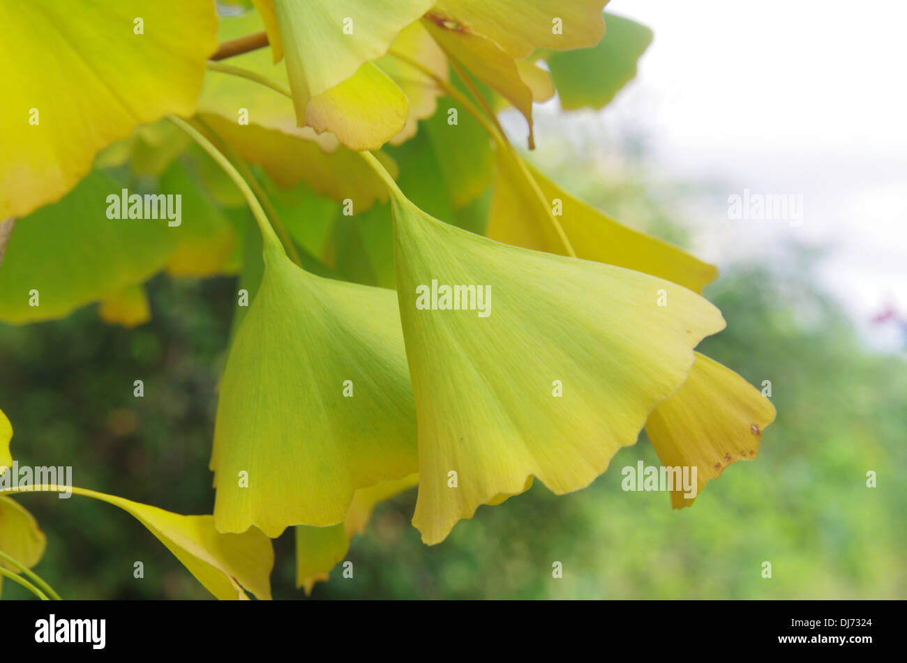Ginko hi-res stock photography and images - Alamy